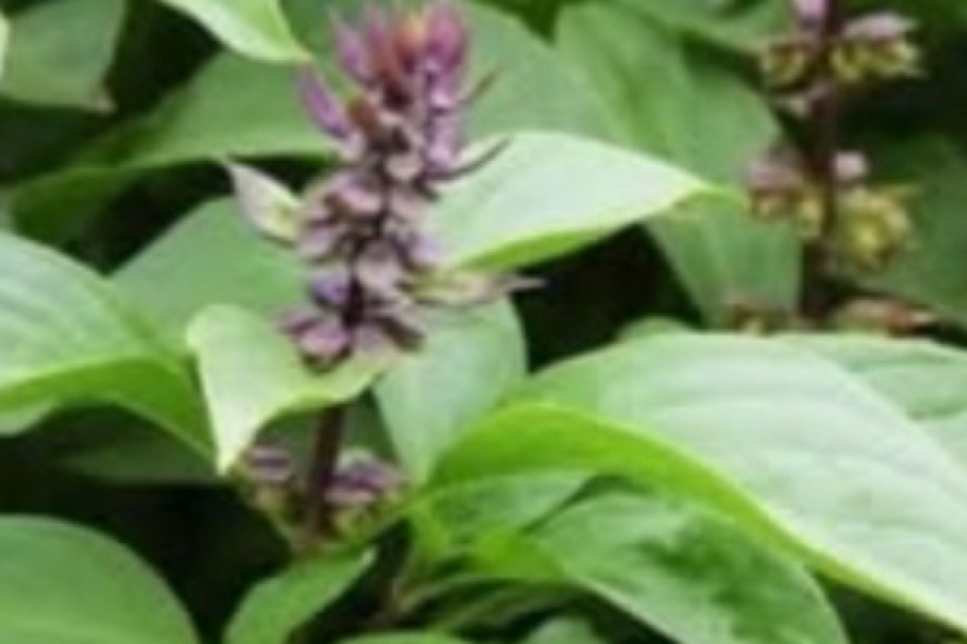 Prepare This Homemade Basil Infusion and Enjoy Its Incredible Benefits ...